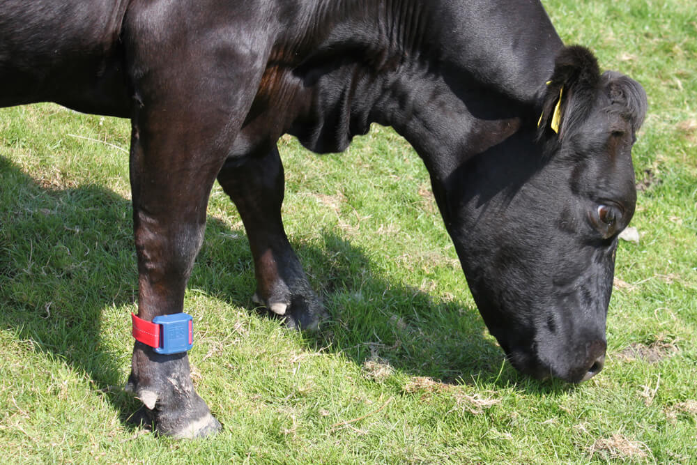 Breeder Tag System - ABS Global Deutschland