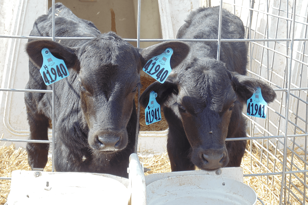 Three Benefits Of Beef On Dairy Breeding - ABS Global South Africav2